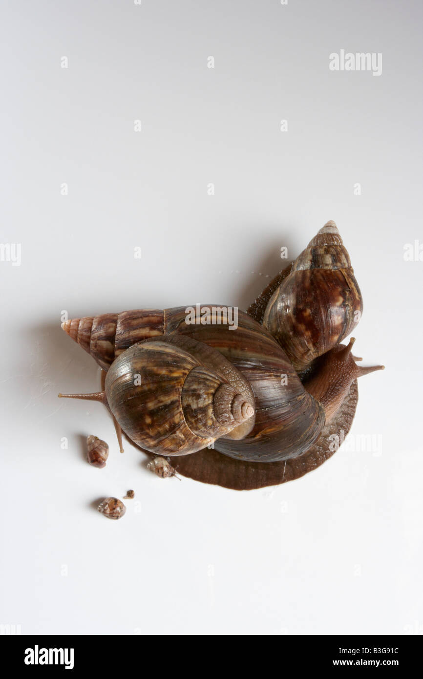 Group of snails hi-res stock photography and images - Alamy