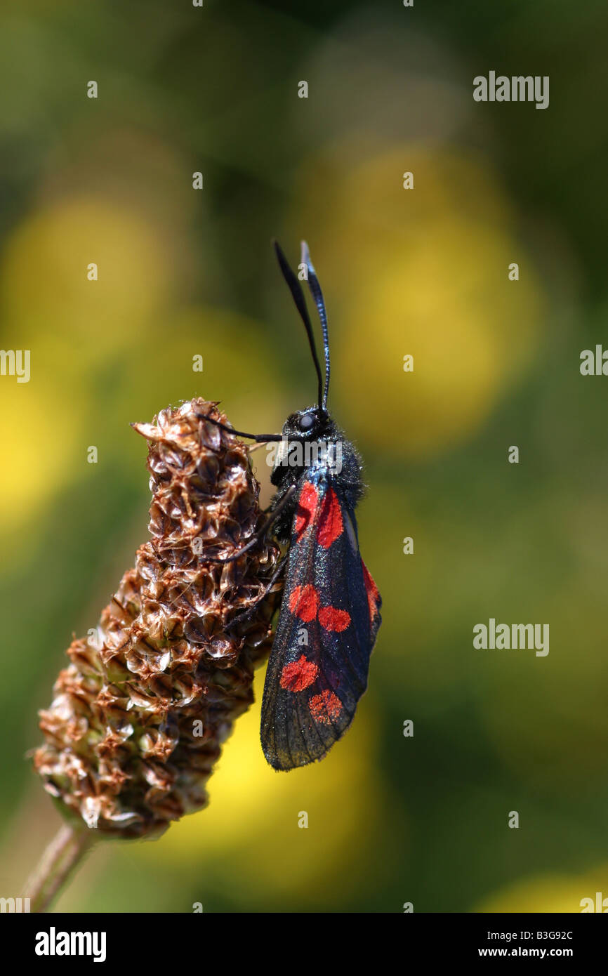 Six Spot Burnet moth Zygaena filipendulae Stock Photo - Alamy