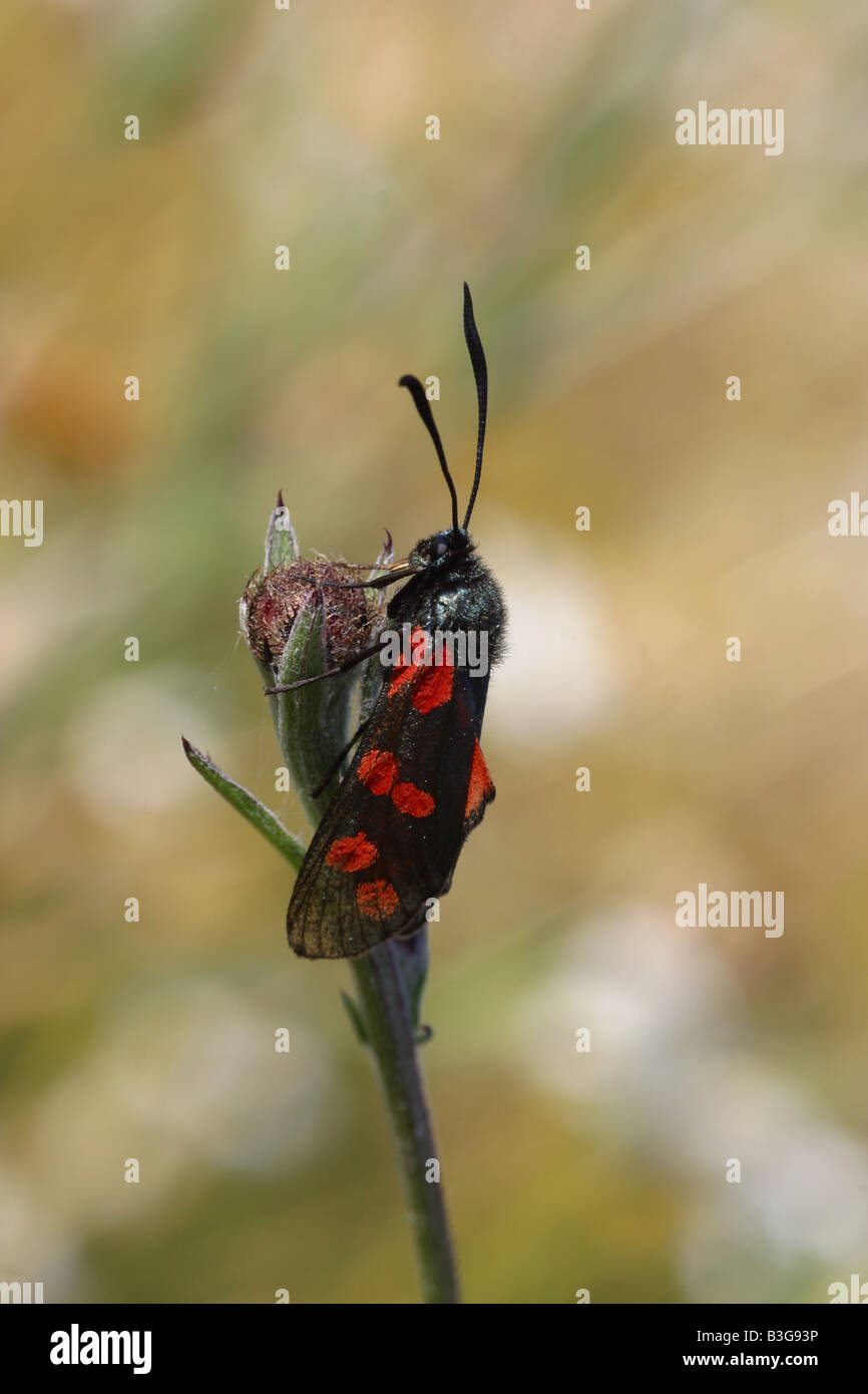 Six Spot Burnet moths Zygaena filipendulae Stock Photo - Alamy
