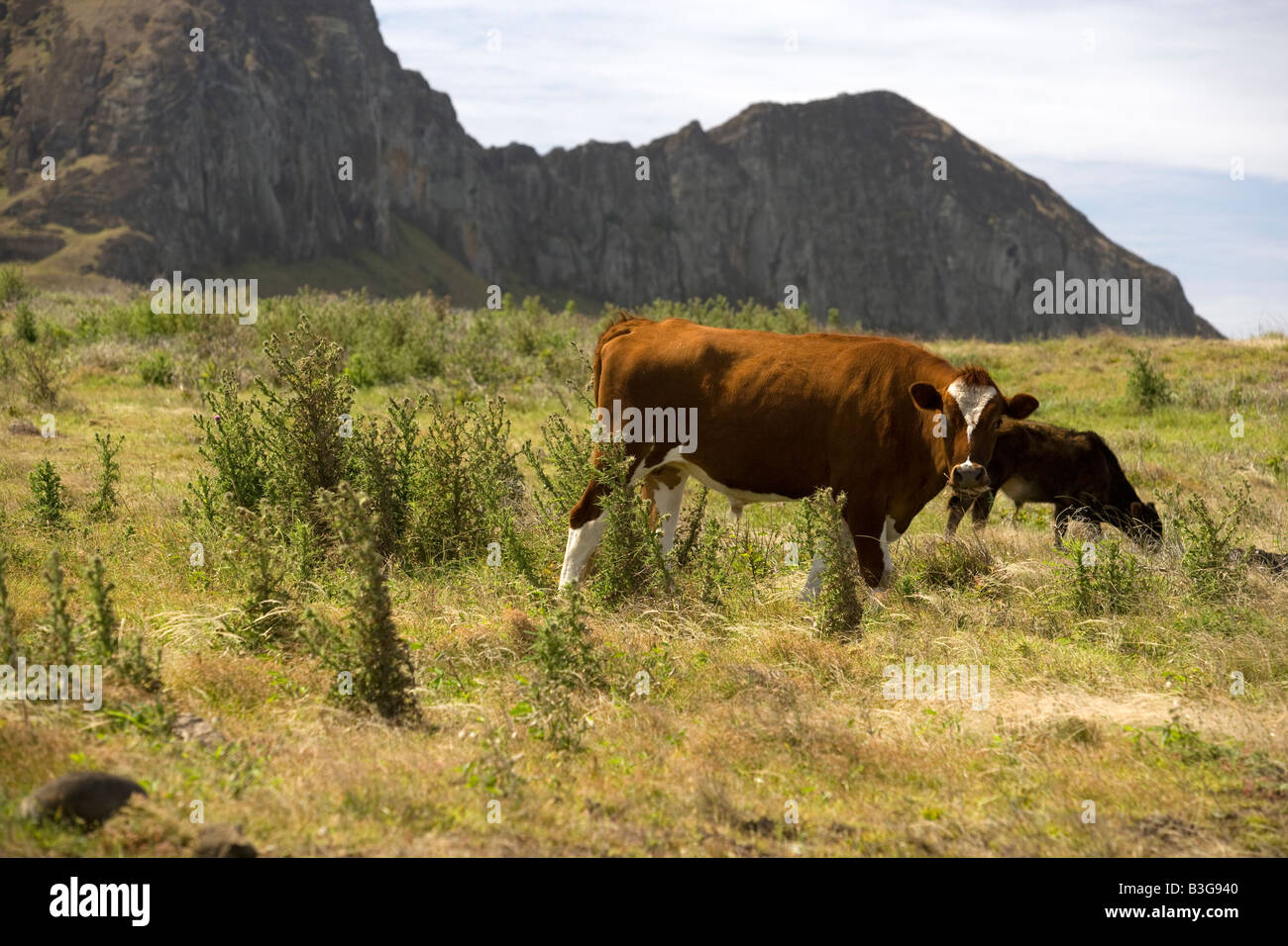 Cow on Easter Island Stock Photo - Alamy