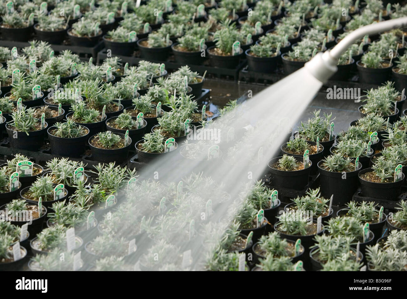 Labelled plant pots hi-res stock photography and images - Alamy