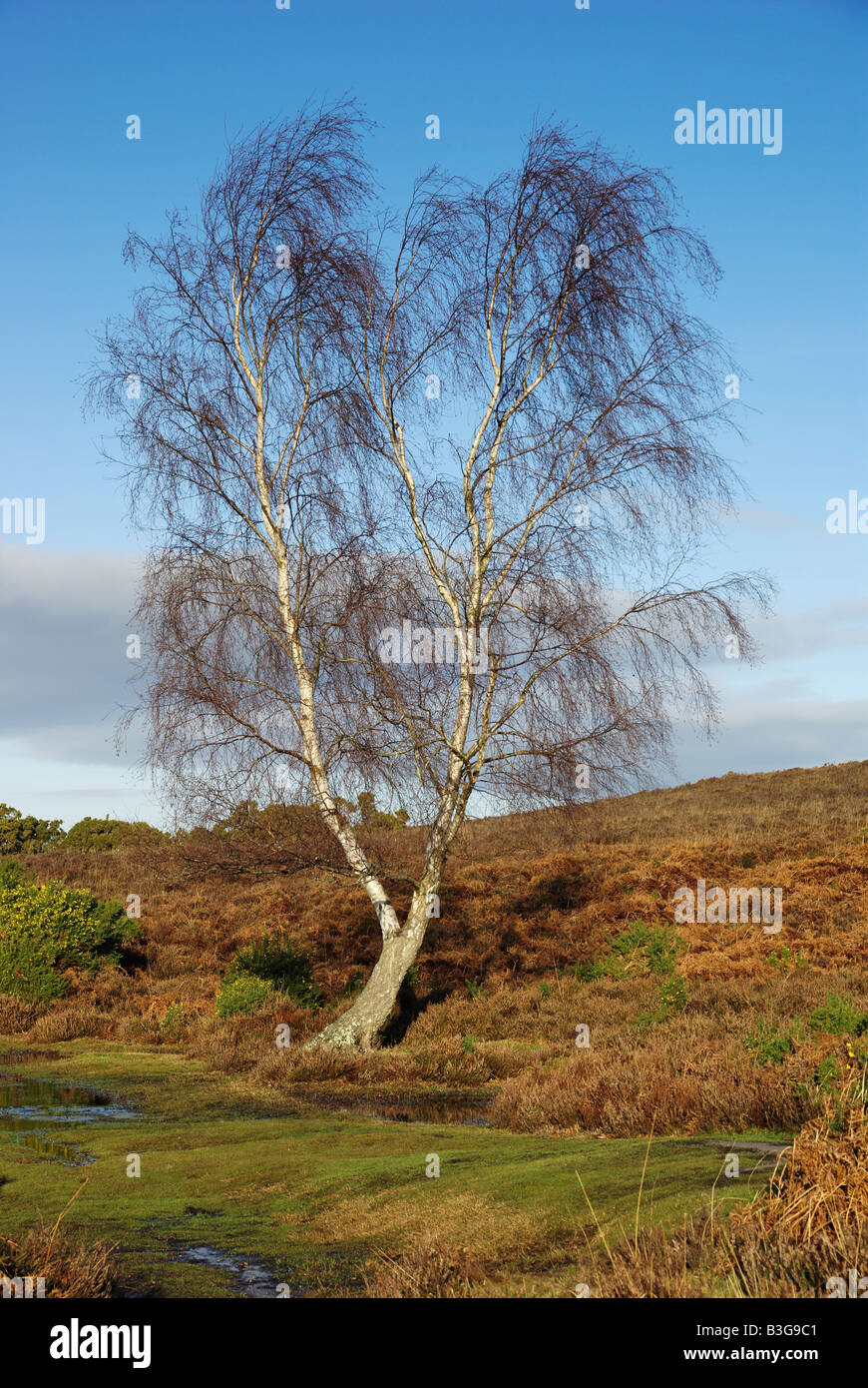 Silver birch in the New Forest Stock Photo - Alamy
