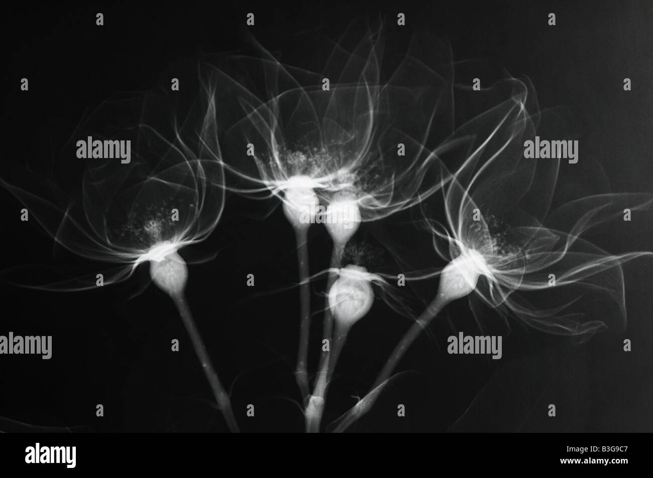X ray flower hi-res stock photography and images - Alamy