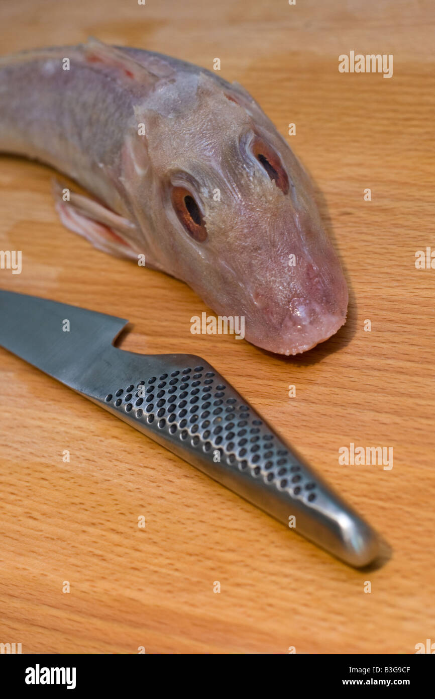 Gurnard fish hi-res stock photography and images - Alamy