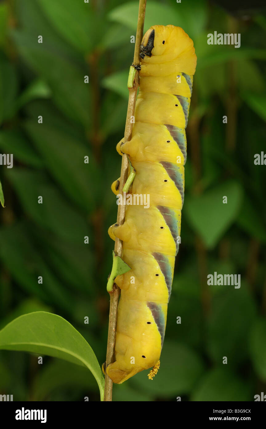 Sphinx atropos hi-res stock photography and images - Alamy