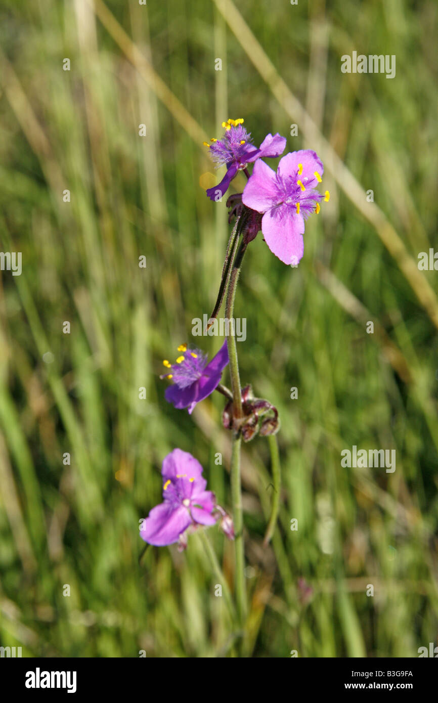 Prairie Spiderwort Tradescantia occidentalis Arizona United States 23 ...