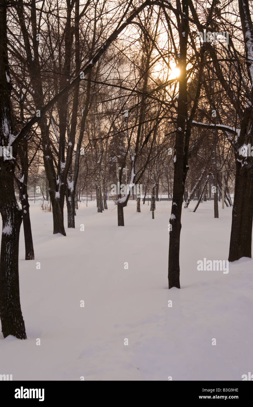 Evening in a winter park Stock Photo - Alamy
