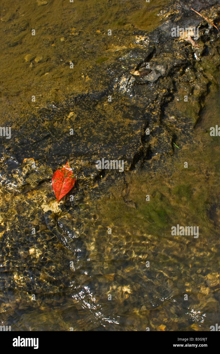 Red leaf floating down river Stock Photo - Alamy