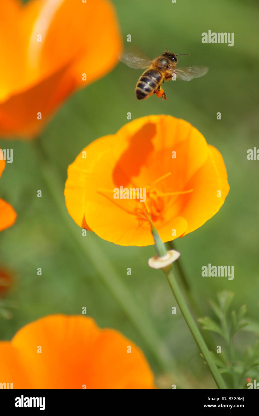 Flying bee with honey hi-res stock photography and images - Alamy
