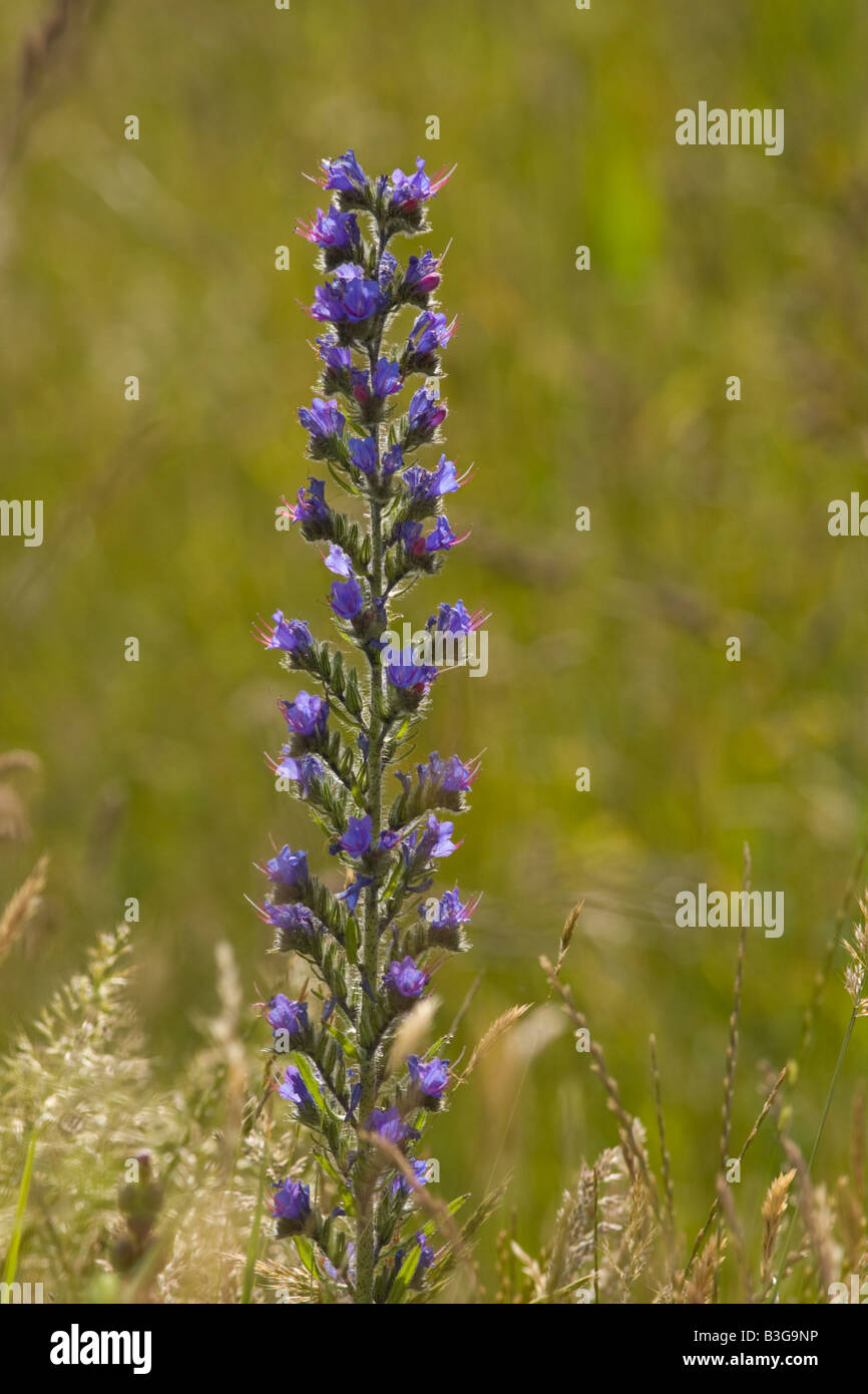 Vipers Bugloss echium vulgare Stock Photo - Alamy