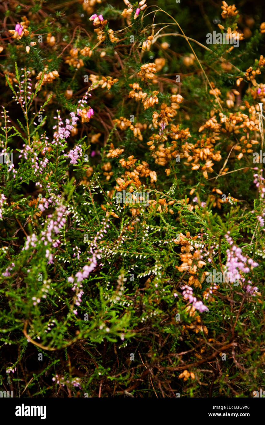 Wild heather growing in countryside Stock Photo - Alamy