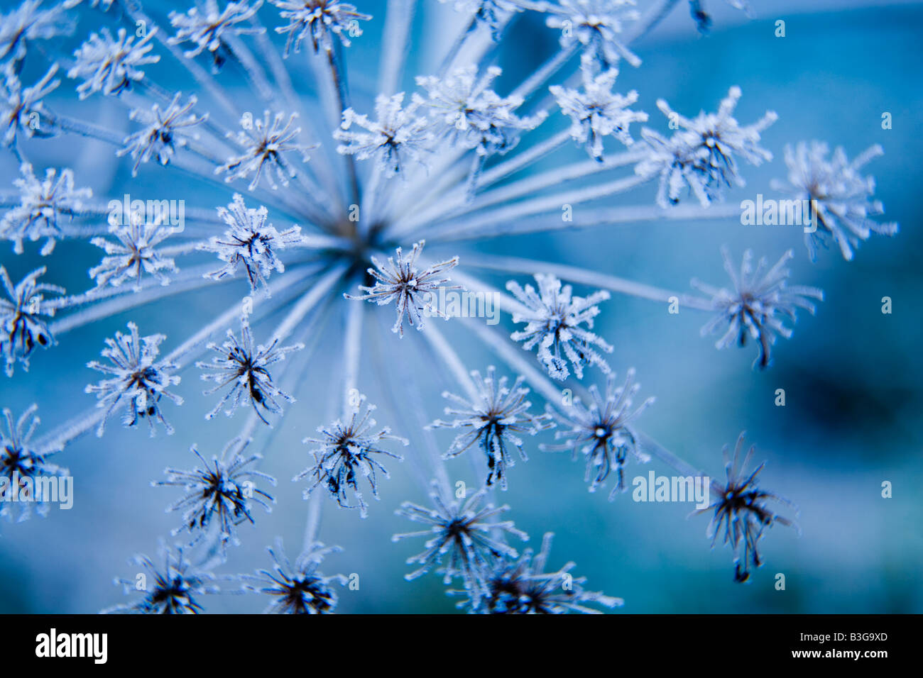England Northumberland Holywell Dene Detail view of frosted vegetation ...