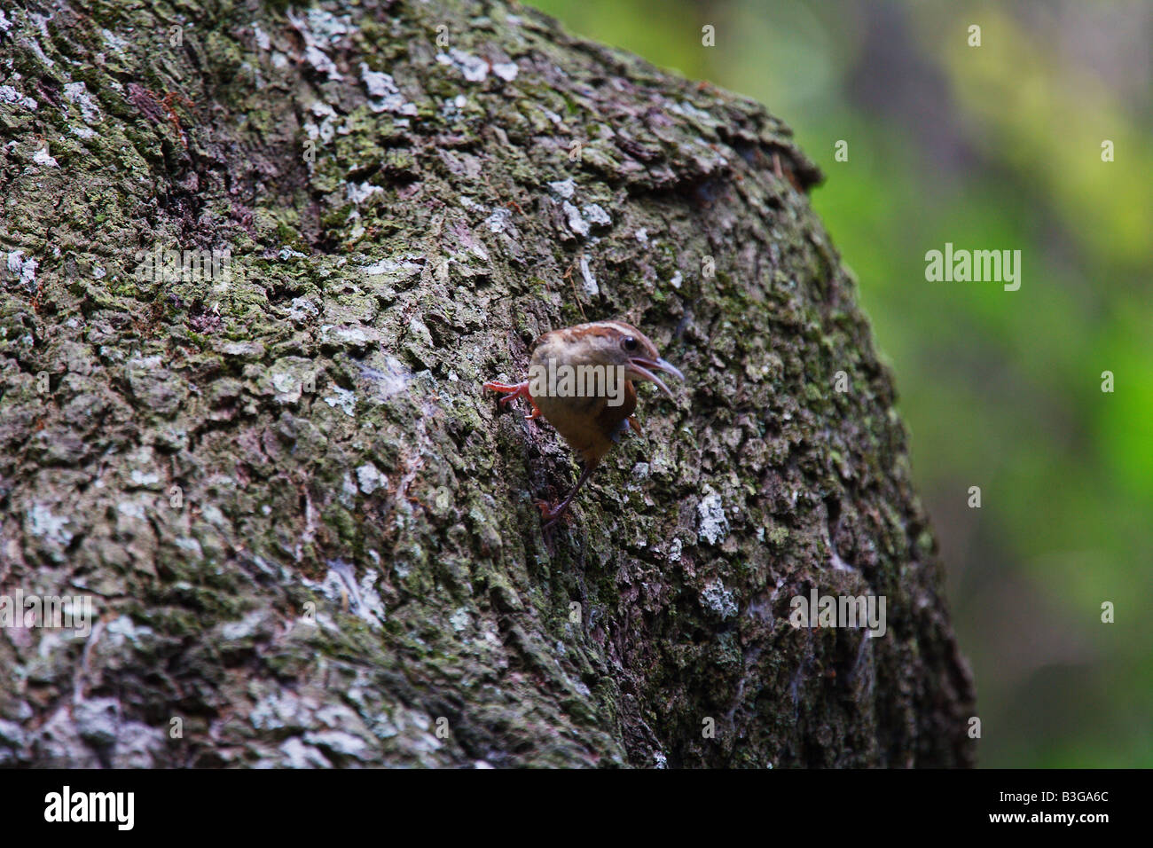 A wild bird on a tree stump Stock Photo - Alamy