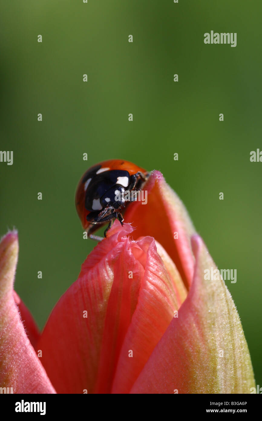 7-Spot Ladybird Coccinella 7-punctata on a tulip flower Stock Photo - Alamy