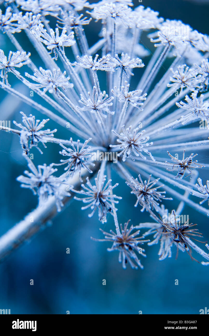 England Northumberland Holywell Dene Detail view of frosted vegetation ...