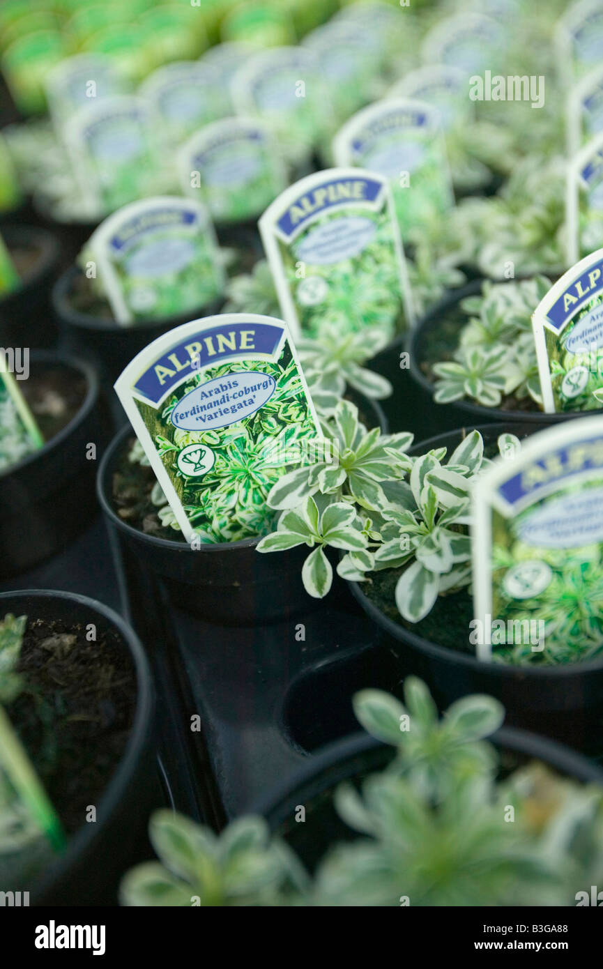 Alpines growing at a garden centre near Bodmin Cornwall UK Stock Photo ...