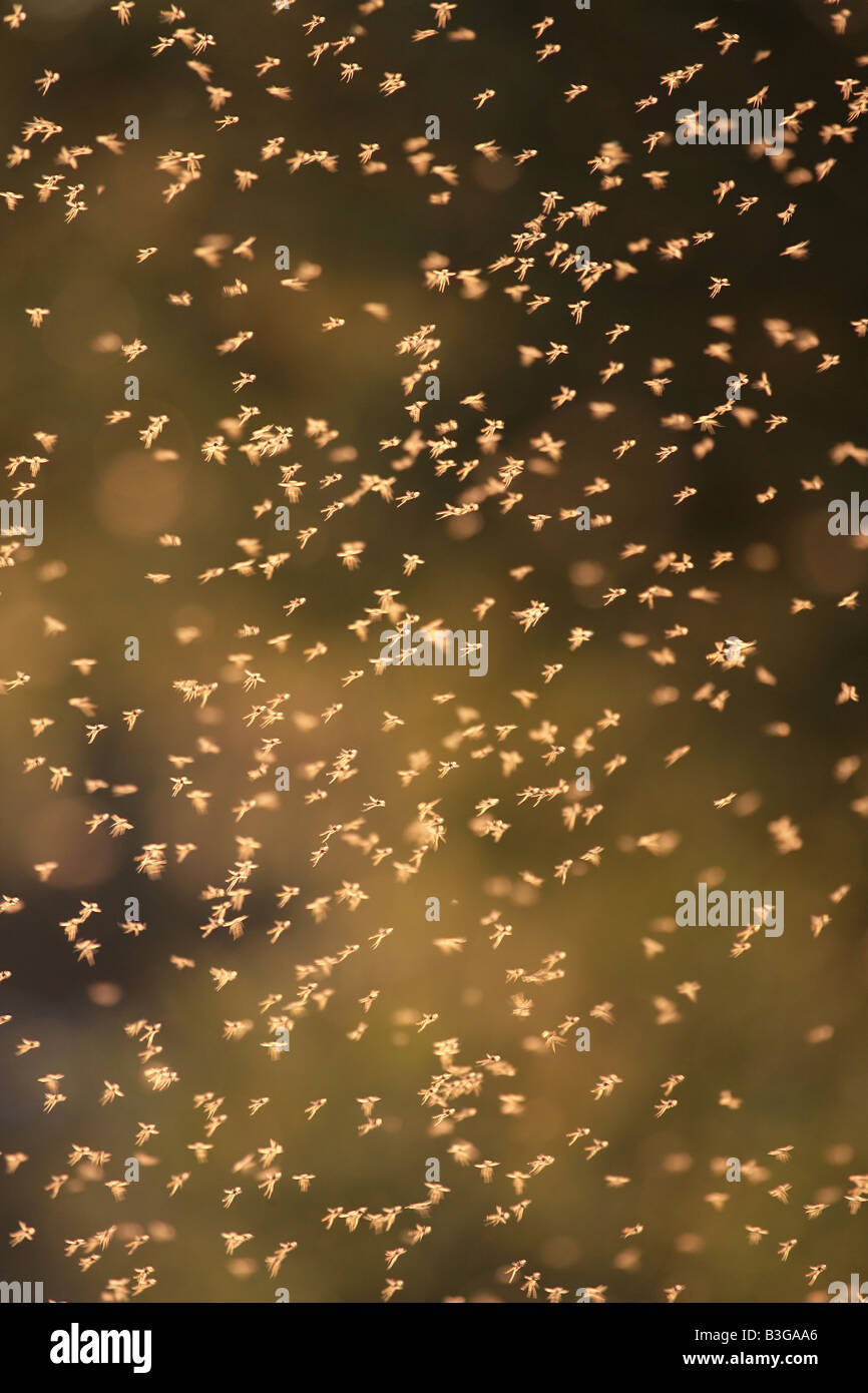 Swarm of midges hi-res stock photography and images - Alamy