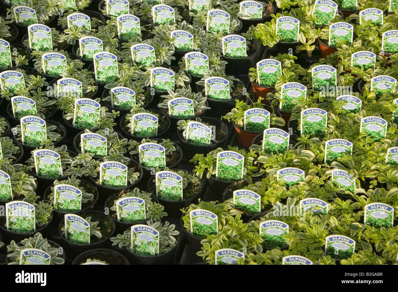 Alpines growing at a garden centre near Bodmin Cornwall UK Stock Photo ...