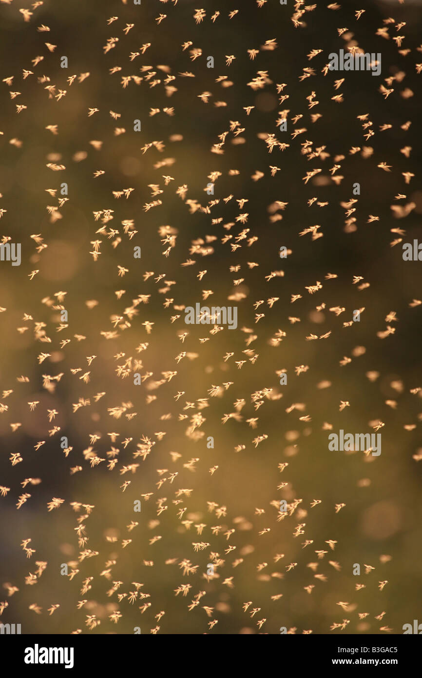 Midges hi-res stock photography and images - Alamy