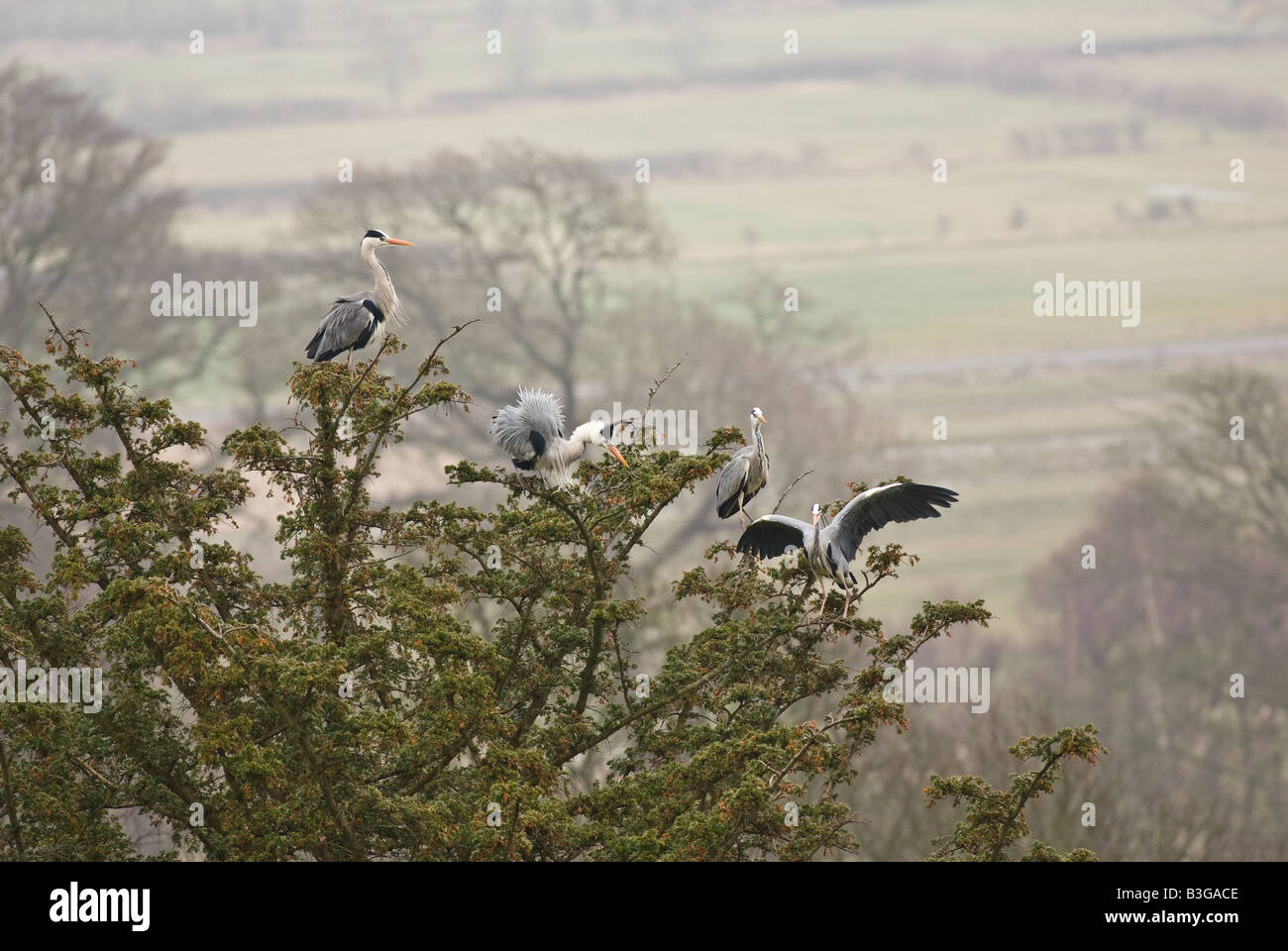 Grey Herons in tree Stock Photo - Alamy