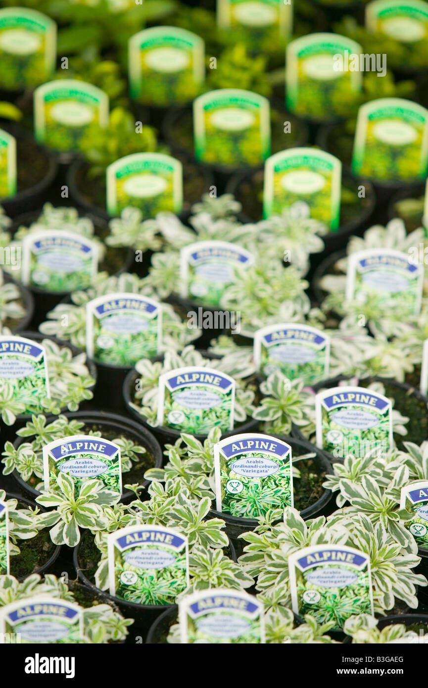 Alpines growing at a garden centre near Bodmin Cornwall UK Stock Photo ...
