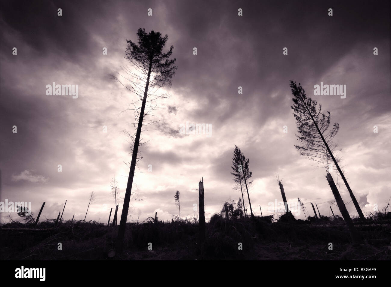 Deforestation Logging High Resolution Stock Photography and Images - Alamy