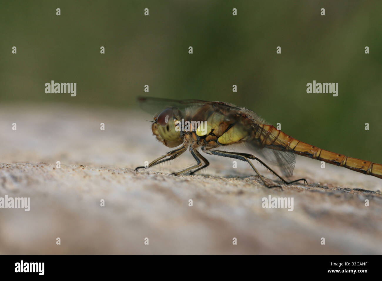 Common Darter Dragonfly Sympetrum striolatum Stock Photo - Alamy