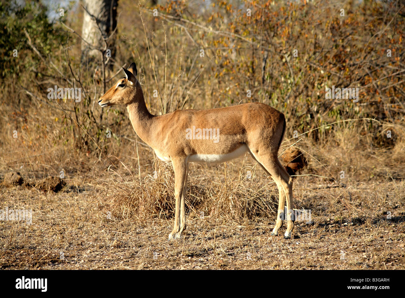 Female impala (Aepyceros melampus). Kruger National Park South Africa ...