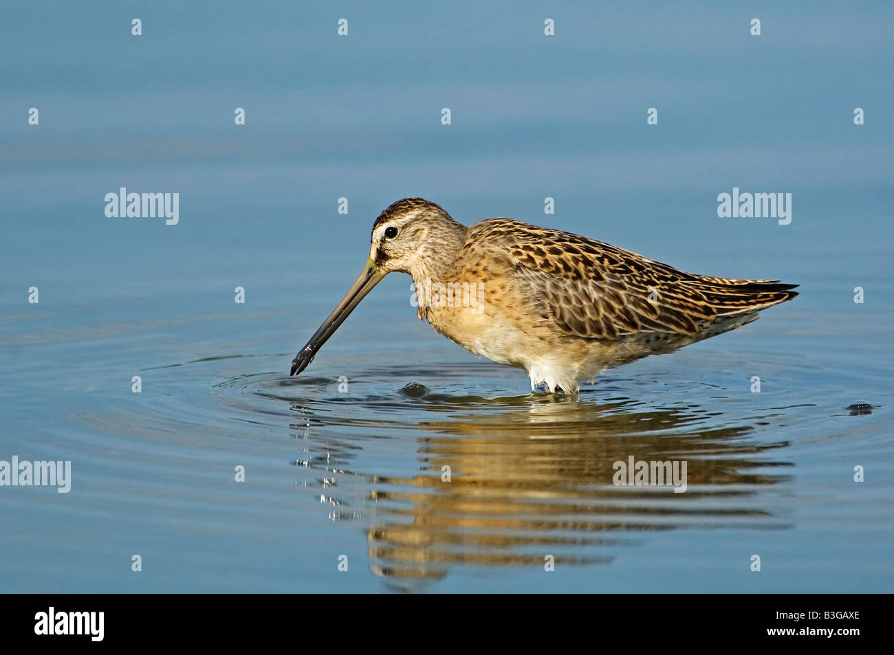 Short-billed dowitcher foraging during autumn migration Stock Photo - Alamy