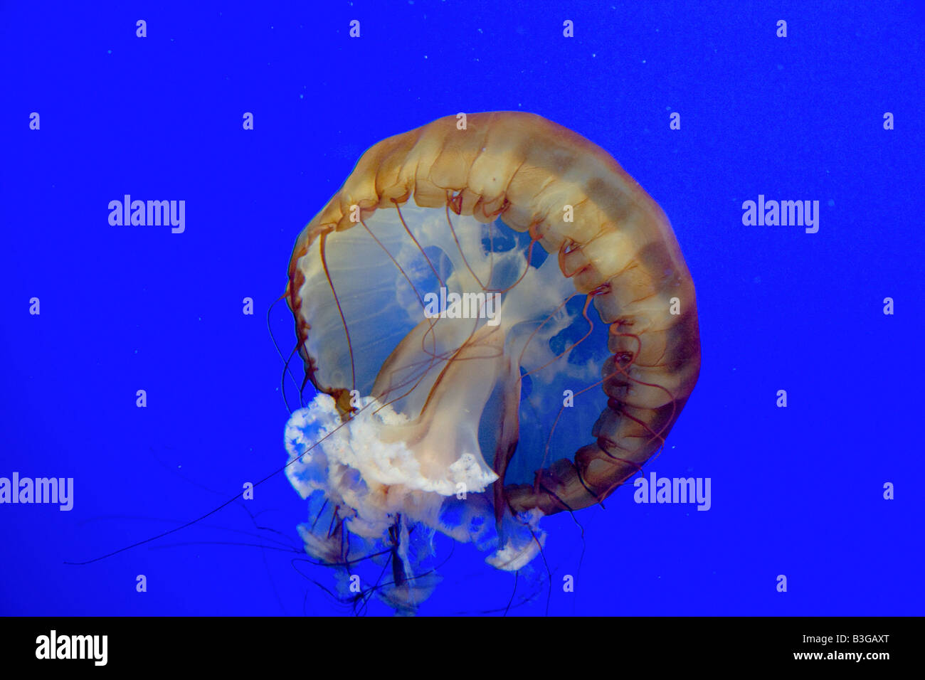 Cnidaria jellies hi-res stock photography and images - Alamy