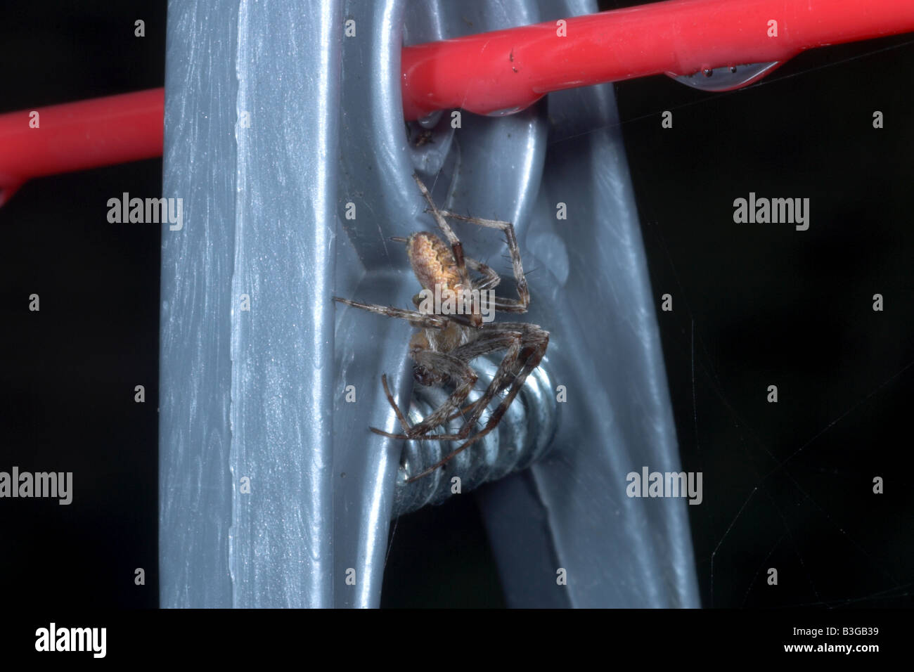 Garden Spider on clothes peg on washing line. West Midlands. UK Stock ...