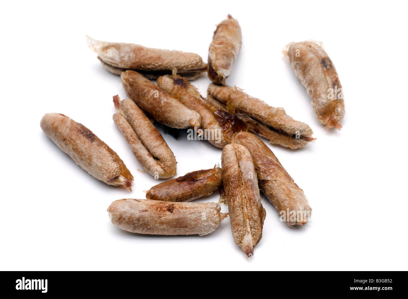 Eaten seeds Cut Out Stock Images & Pictures - Alamy