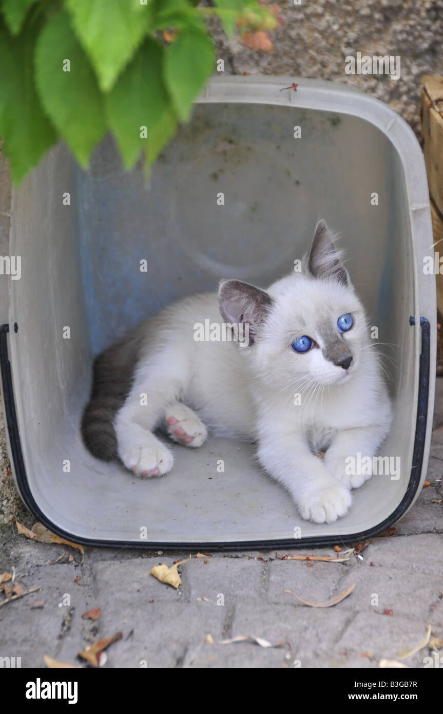Cat bucket hi-res stock photography and images - Alamy