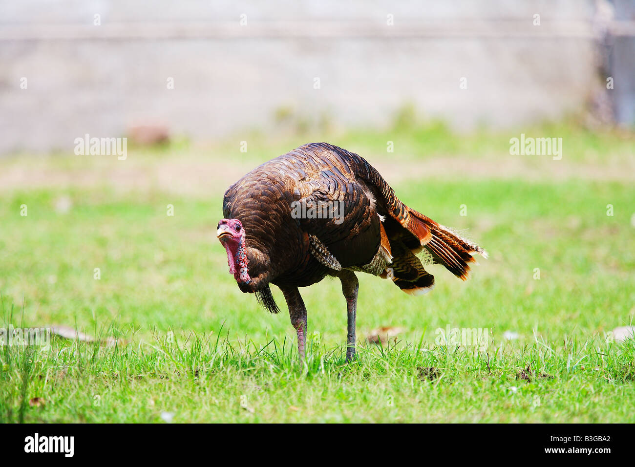 A male wild turkey Stock Photo - Alamy