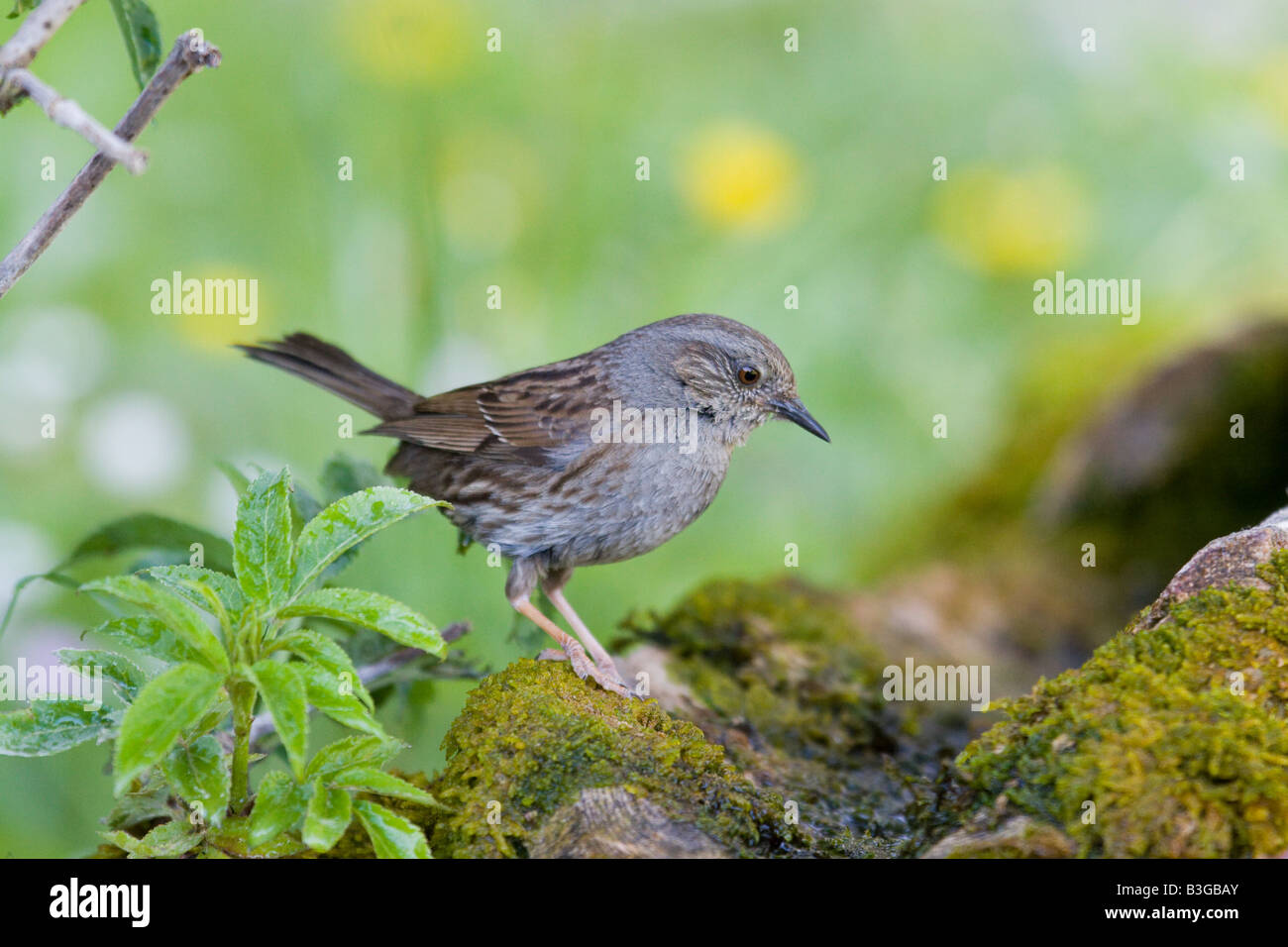 very small bird Stock Photo - Alamy