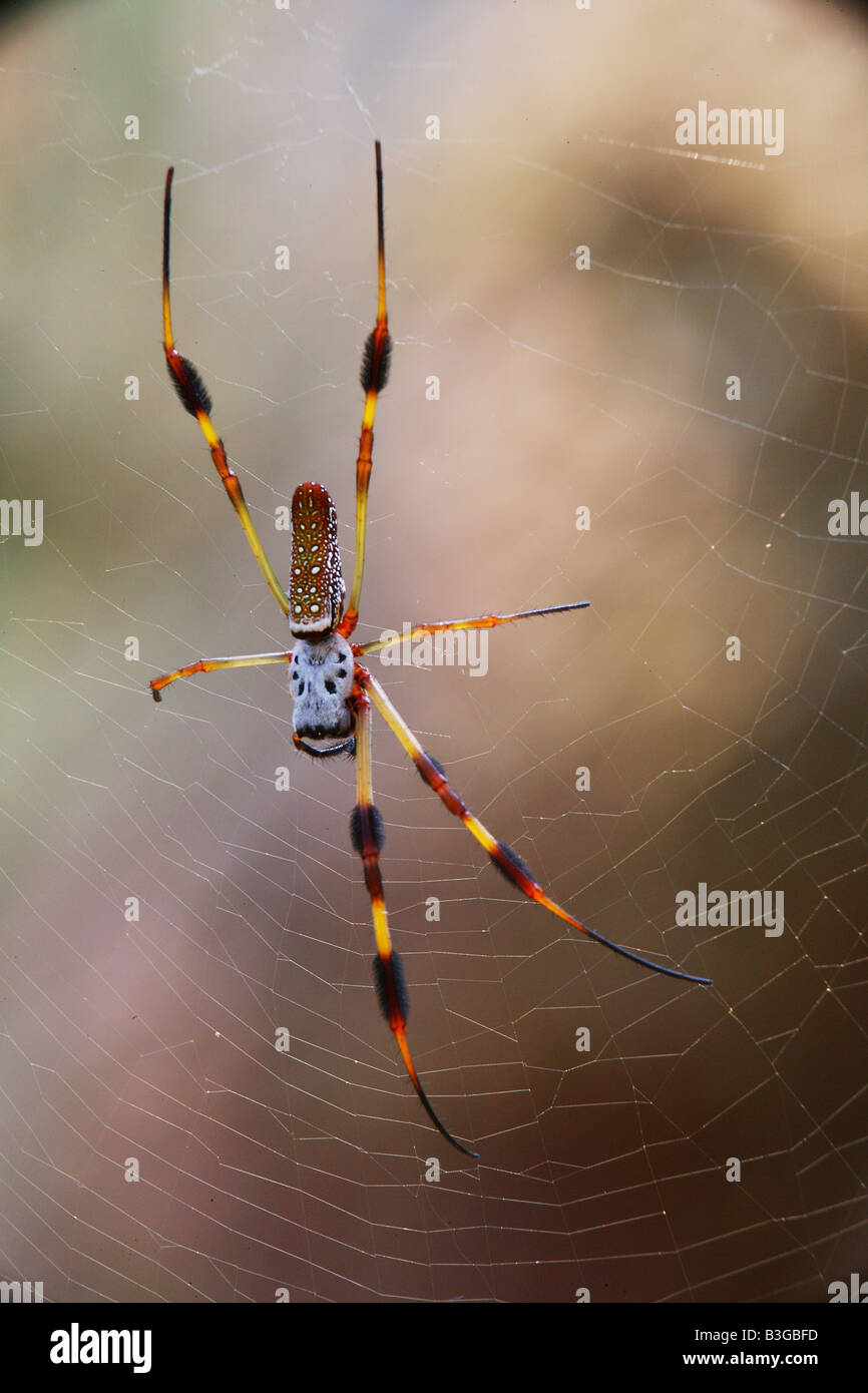 Banana spider on its web Stock Photo - Alamy