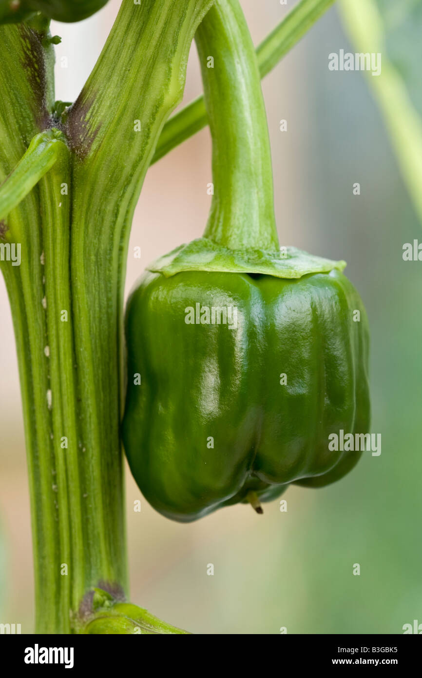 Green pepper stalk hi-res stock photography and images - Alamy