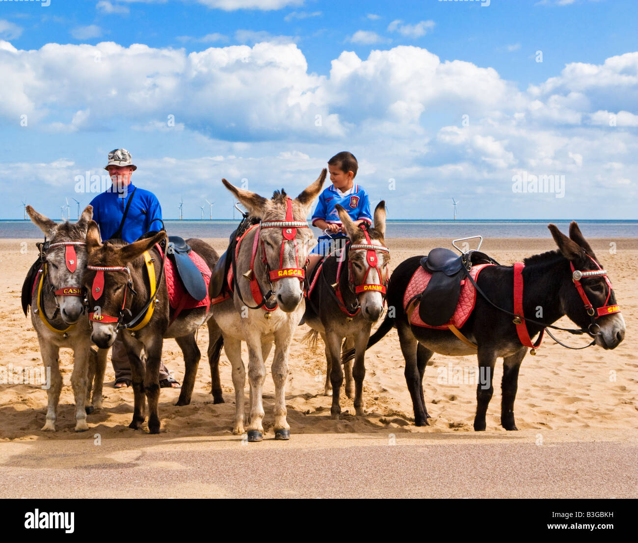 Donkeys On A Beach High Resolution Stock Photography and Images - Alamy