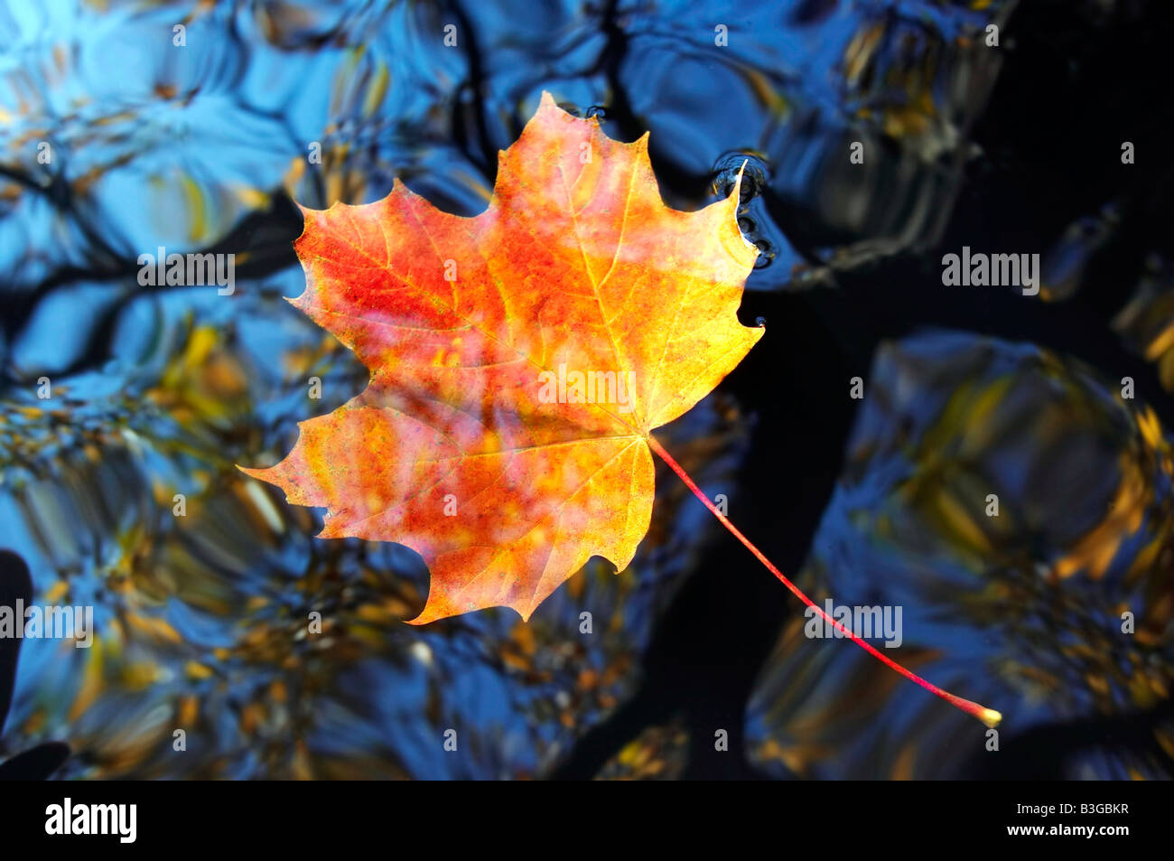autumn maple leaf on the water surface Stock Photo - Alamy