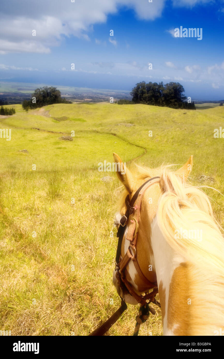 Horseback riding on trail on Maui Hawaii Stock Photo - Alamy