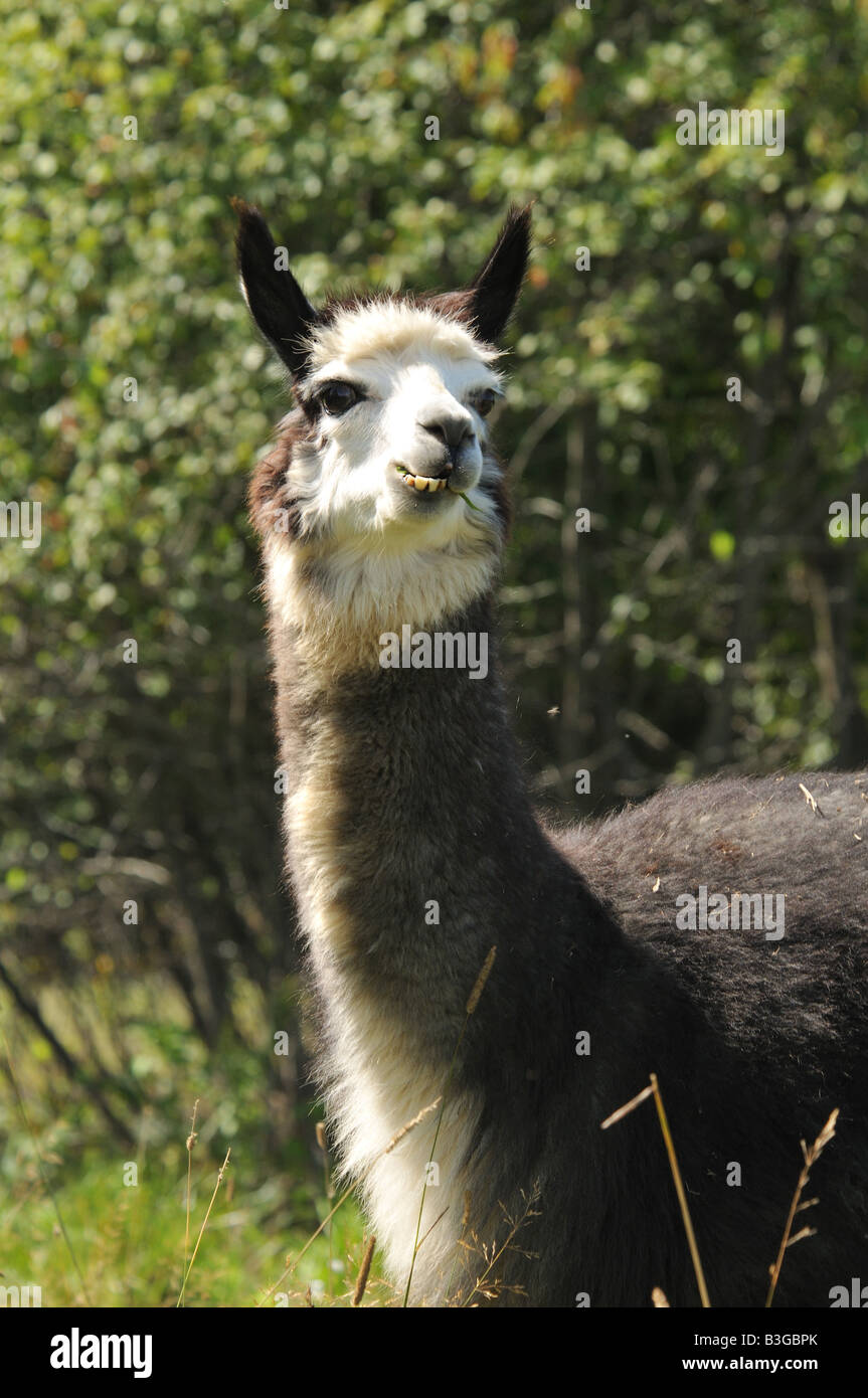 Raising alpaca hi-res stock photography and images - Alamy