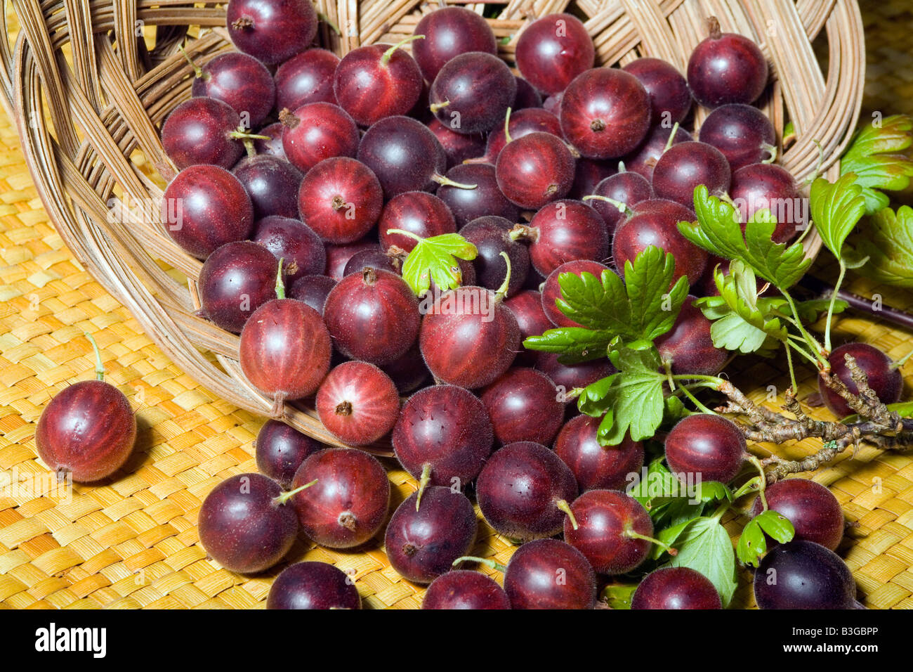 Red ripe gooseberries Ribes uva crispa spill out off an overturned ...