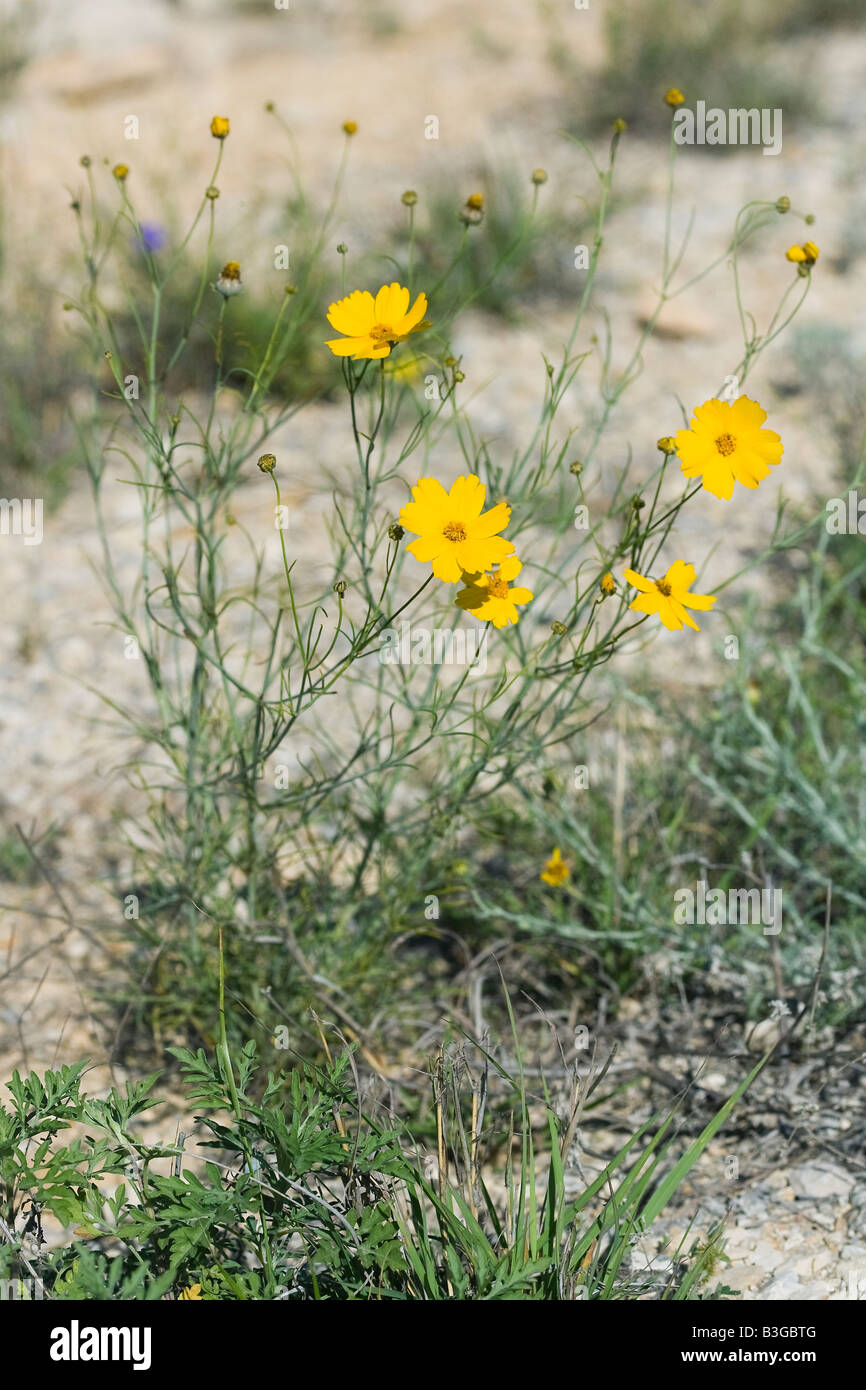 Filifolium hi-res stock photography and images - Alamy