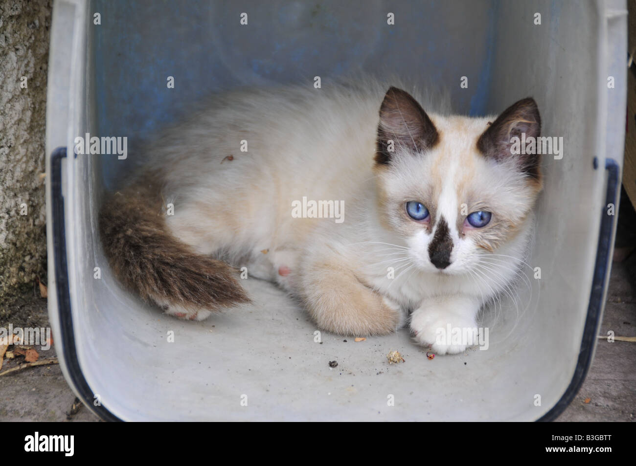 portrait of a blue eyed puppy cat sitting inside a bucket Stock Photo ...