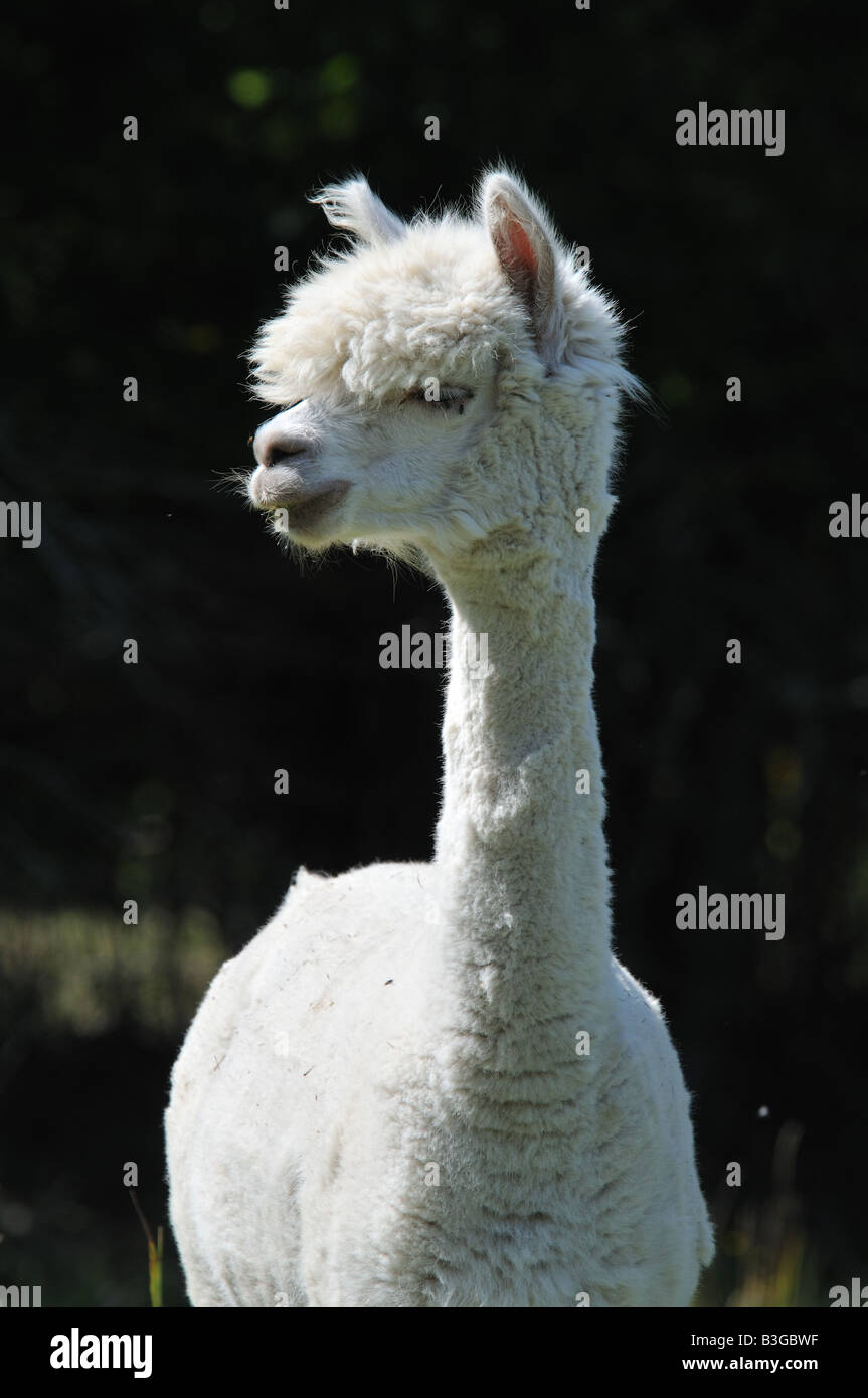 Alcapa hi-res stock photography and images - Alamy