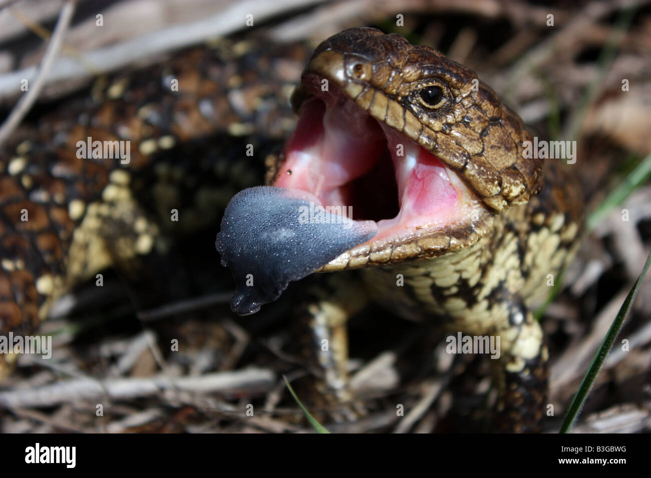 a blue tounge lizard photographed in the australian outback with mount ...