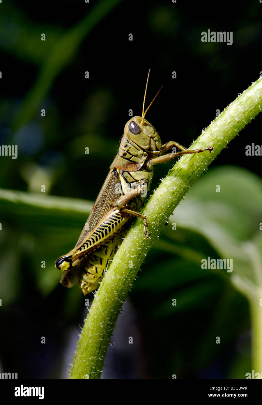 Grasshopper rests on a sunflower branch in Vermillion, Ohio, USA Stock ...