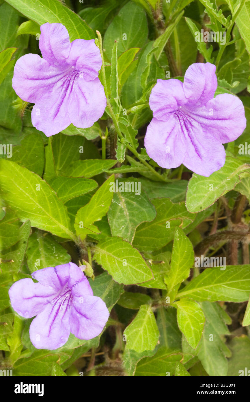 Violet Wild Petunia Ruellia nudiflora Stock Photo - Alamy