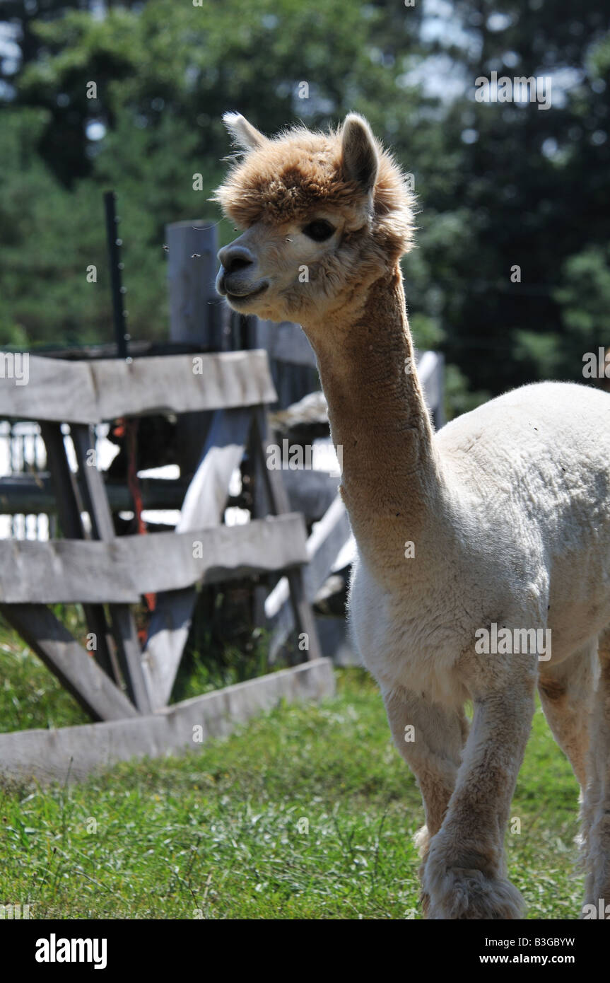 Alcapa hi-res stock photography and images - Alamy