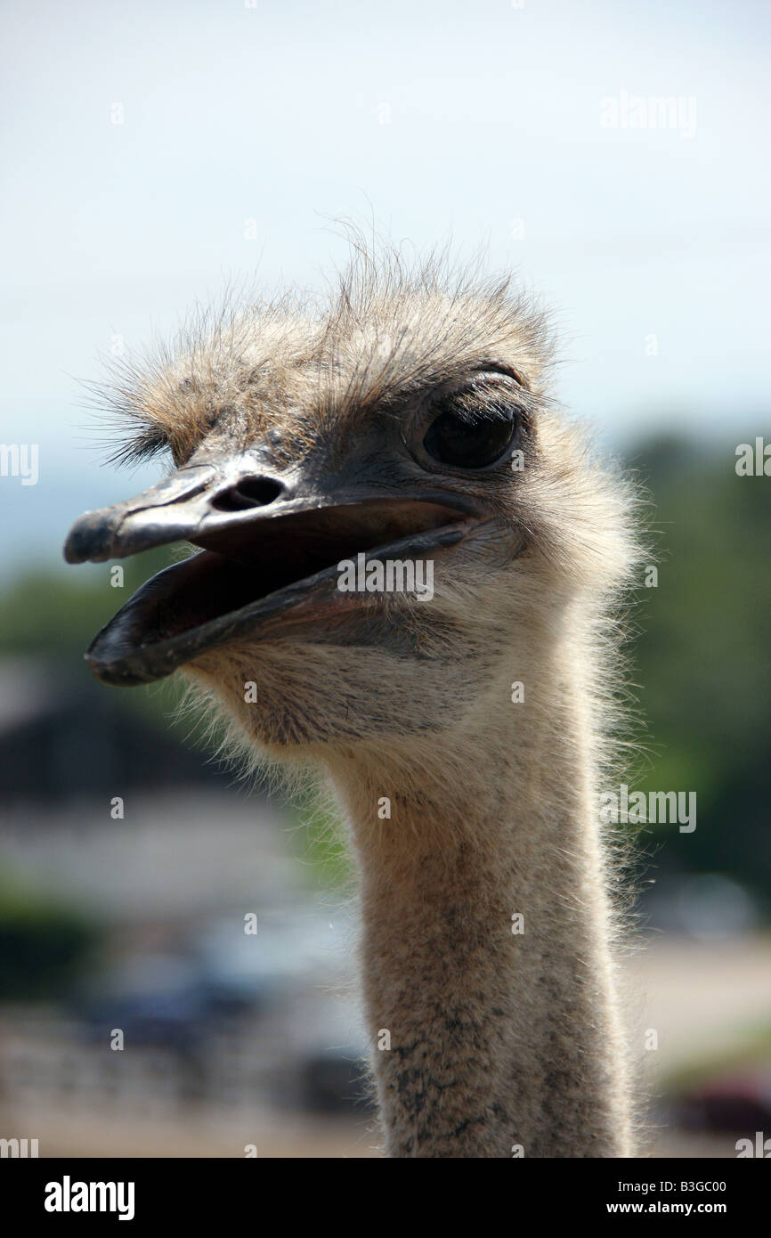 Avestruz hi-res stock photography and images - Alamy